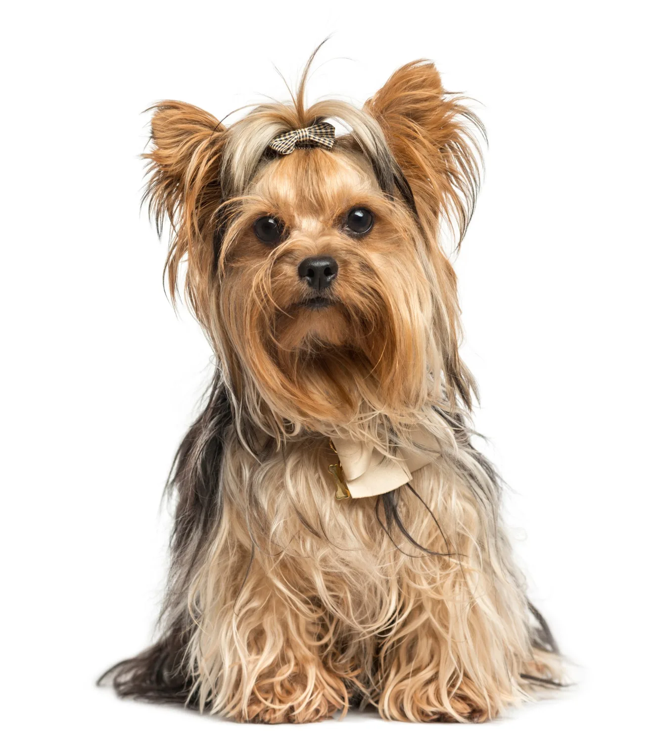 Jakie szczepionki powinien mieć yorkshire terrier - Hodowla Yorkshire ...